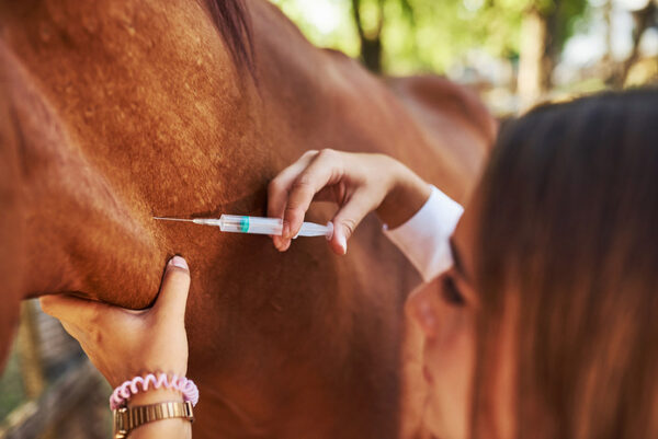 Using Of Lasix In Horse Racing - Bdneny Equine Therapy